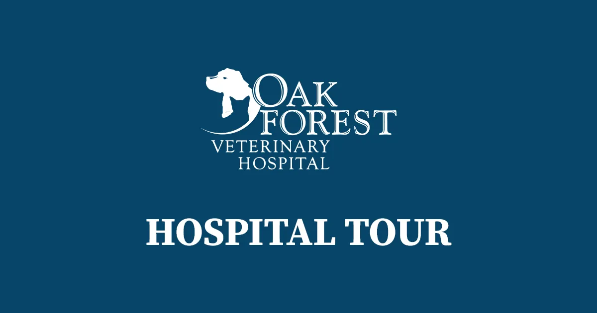 Hospital Tour - Oak Forest Veterinary Hospital