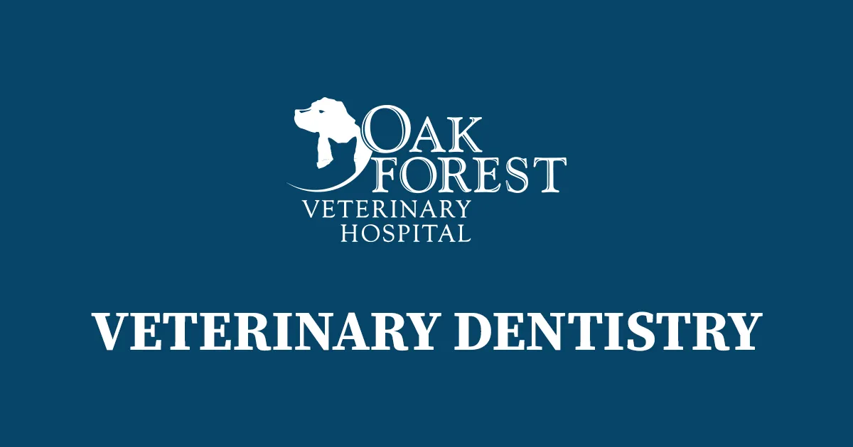 Veterinary Dentistry - Oak Forest Veterinary Hospital