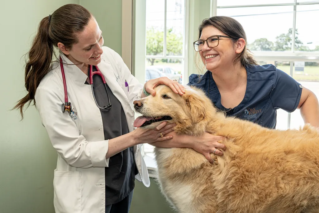 General Wellness & Check-Ups - Oak Forest Veterinary Hospital